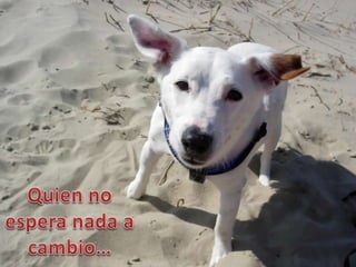 Vendiendo al estilo canis | PPTX