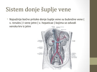 Vene | PPT