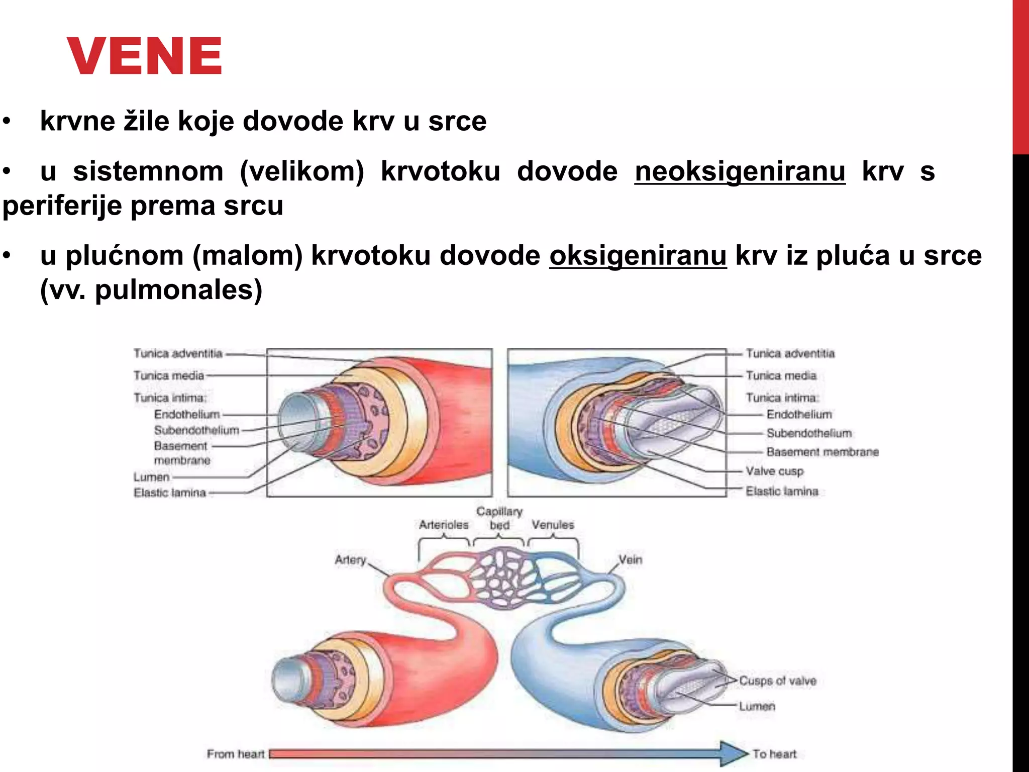 Vene | PPT