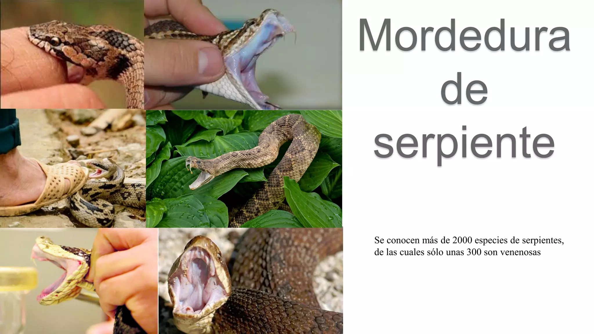 Veneno de las Serpientes | PDF