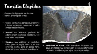 Veneno de las Serpientes | PDF