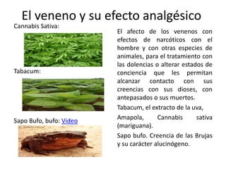 Venenos armas químicas de la naturaleza | PPTX