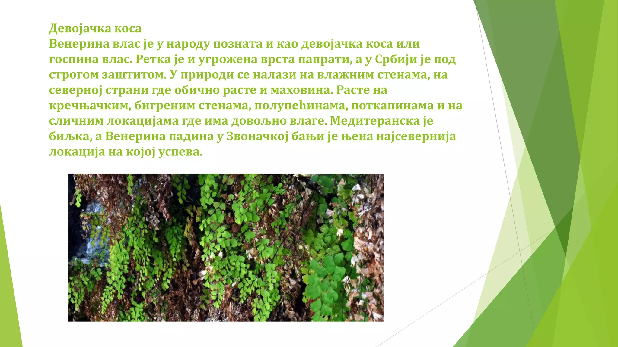 Венерина влас - Кристина Миливојевић | PPTX