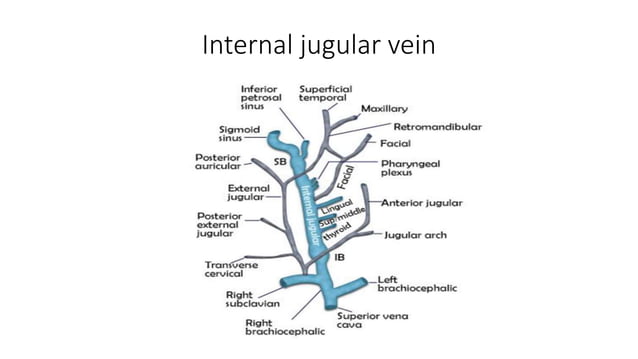 Venography | PPTX | Heart and Cardiovascular Diseases | Diseases and ...