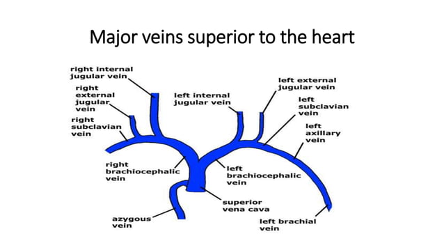 Venography | PPTX | Heart and Cardiovascular Diseases | Diseases and ...