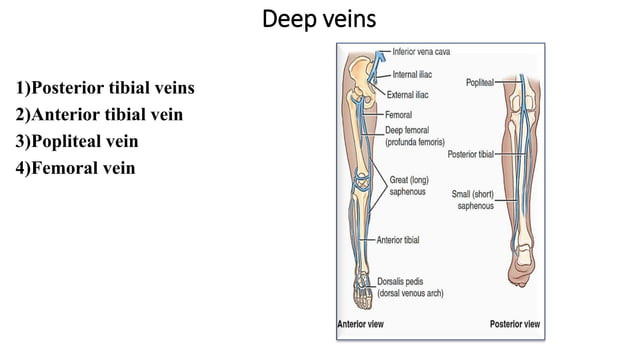 Venography | PPTX | Heart and Cardiovascular Diseases | Diseases and ...