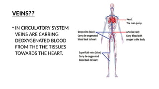 VENOGRAPHY- investigation of veins pathology.pptx