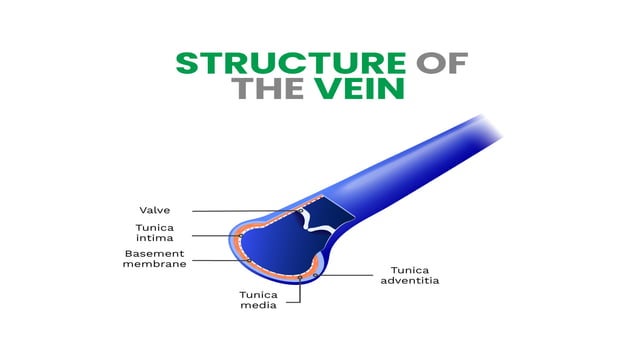 VENOGRAPHY- investigation of veins pathology.pptx