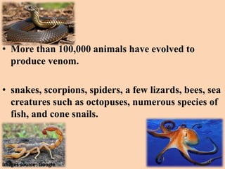 Venom as medicine - Deadly venom could help cure diseases !!! | PPTX
