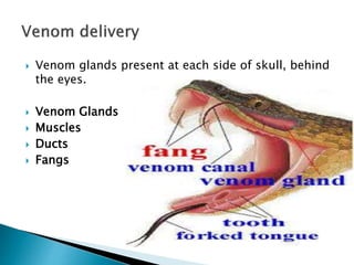 Venomous and non venomus snakes | PPTX