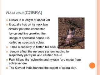 Venomous snakes (2) | PPTX | Blood Disorders | Diseases and Conditions