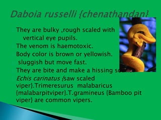 Venomous snakes (2) | PPTX | Blood Disorders | Diseases and Conditions