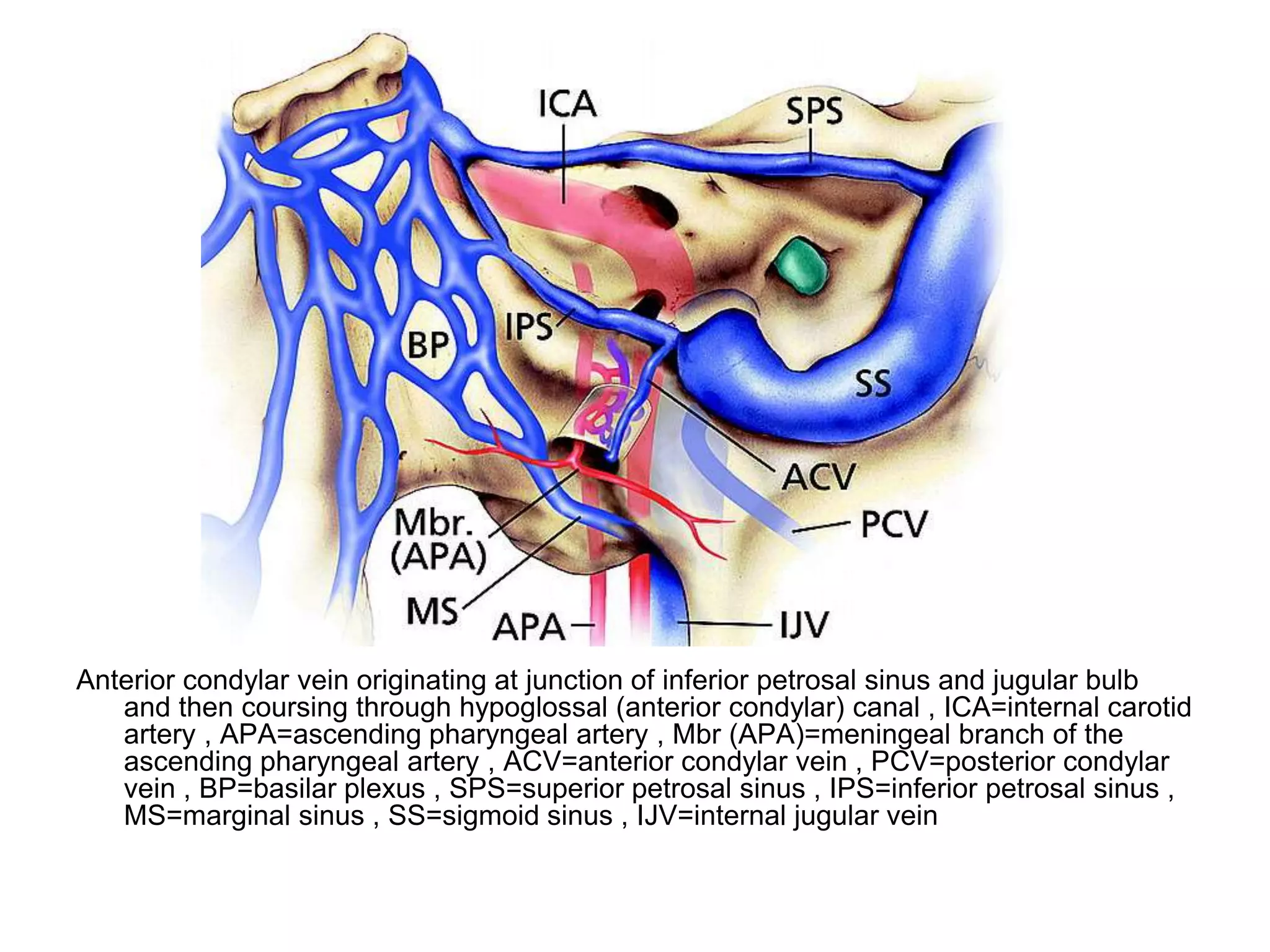 Cerebral Venous anatomy | PPT