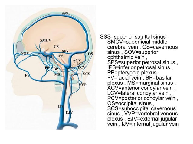Cerebral Venous anatomy | PPT | Ear, Nose and Throat Conditions ...