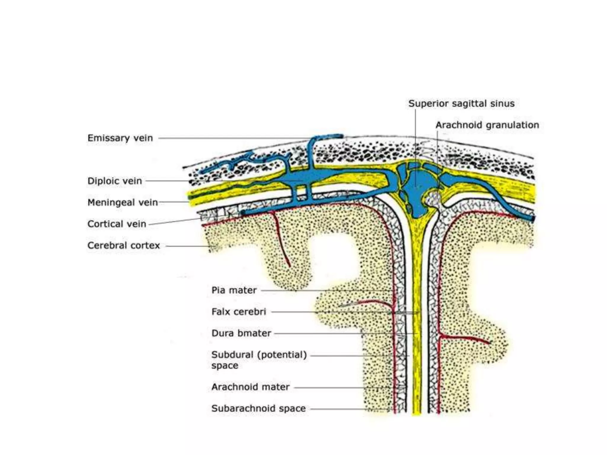 Venous anatomy of brain - Radiology | PPTX