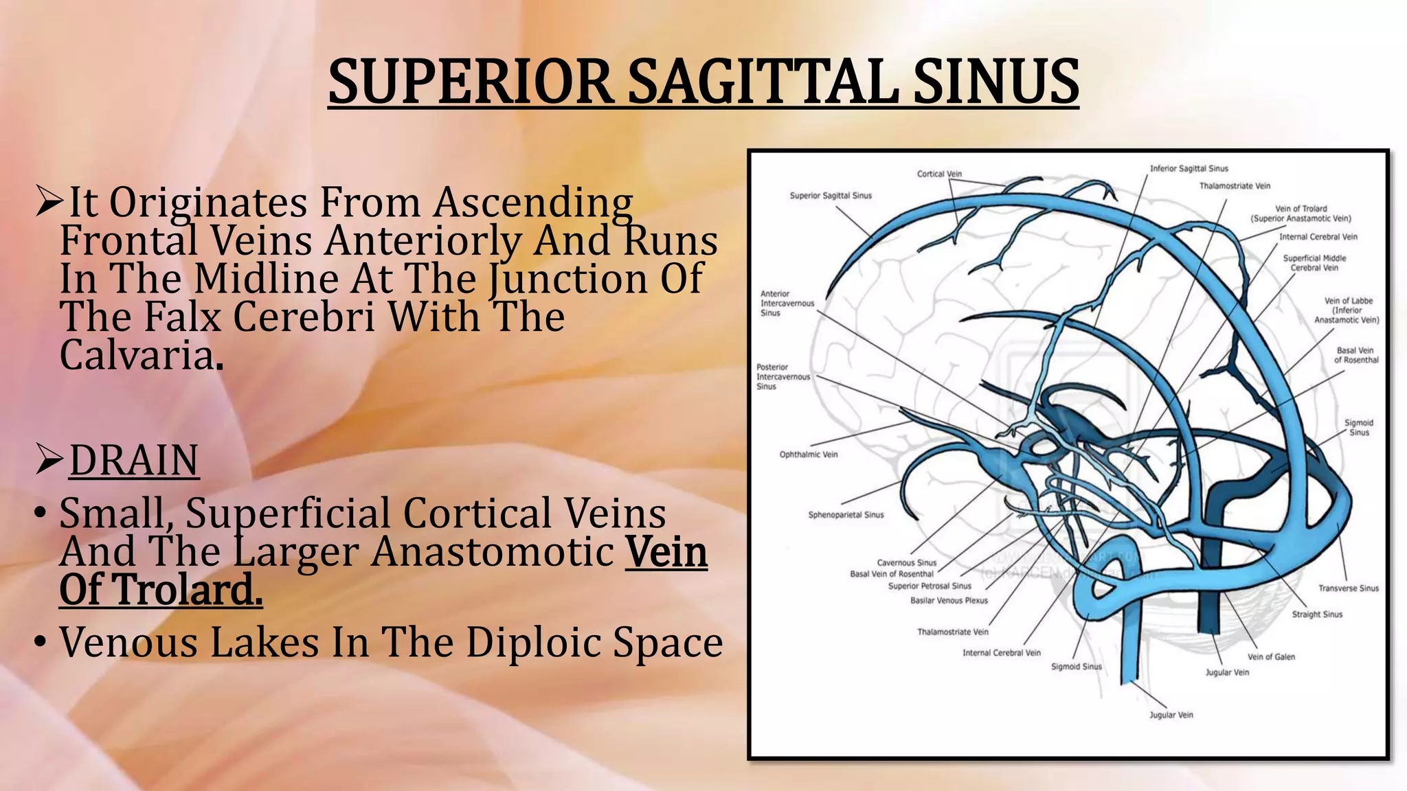Radiologic Venous Anatomy of Brain | PPTX
