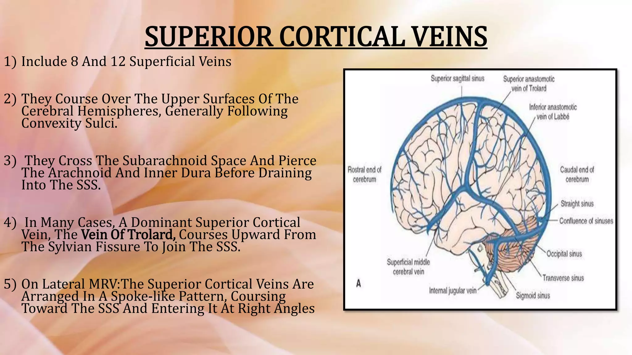 Radiologic Venous Anatomy of Brain | PPTX