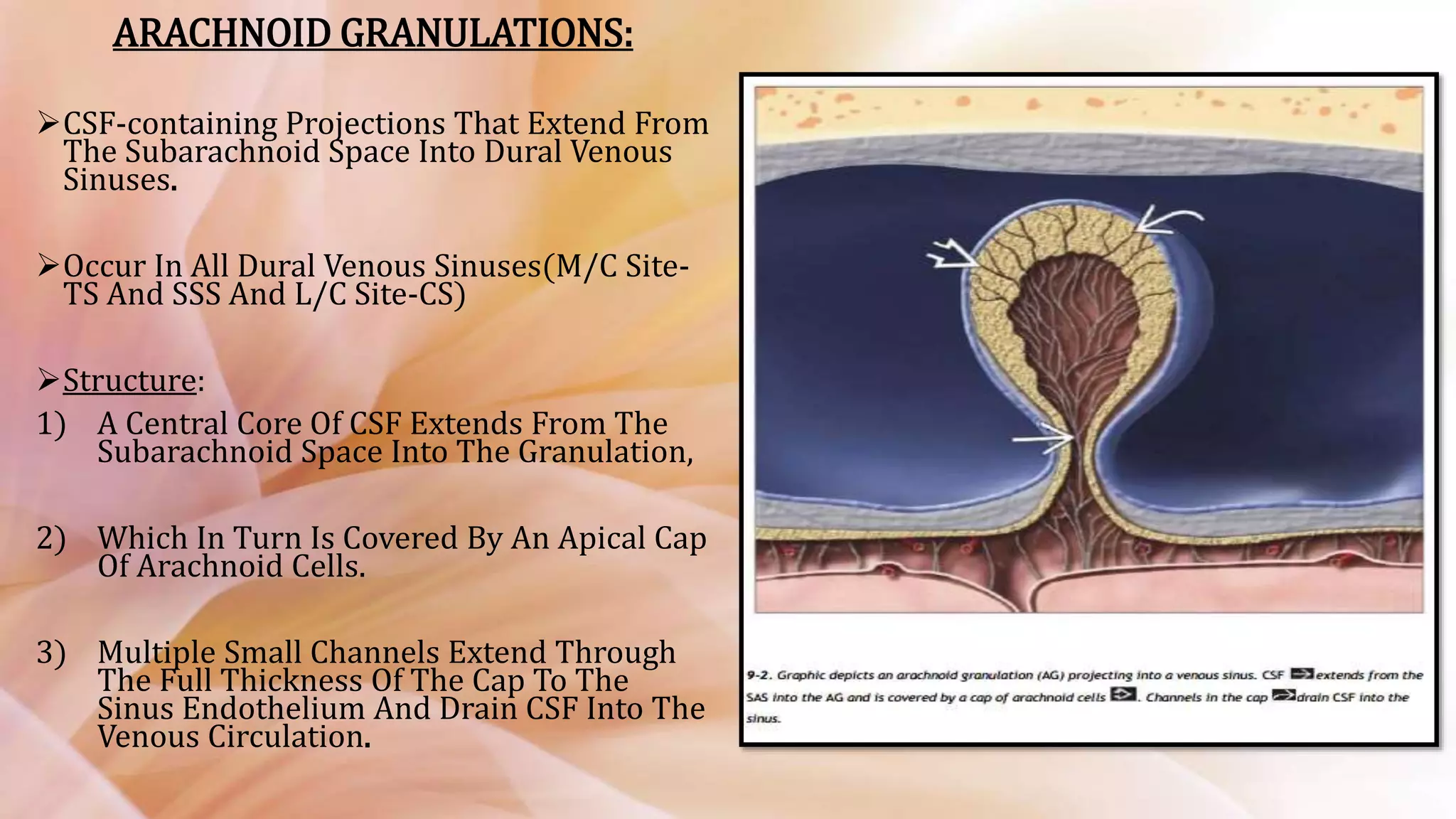 Radiologic Venous Anatomy of Brain | PPTX