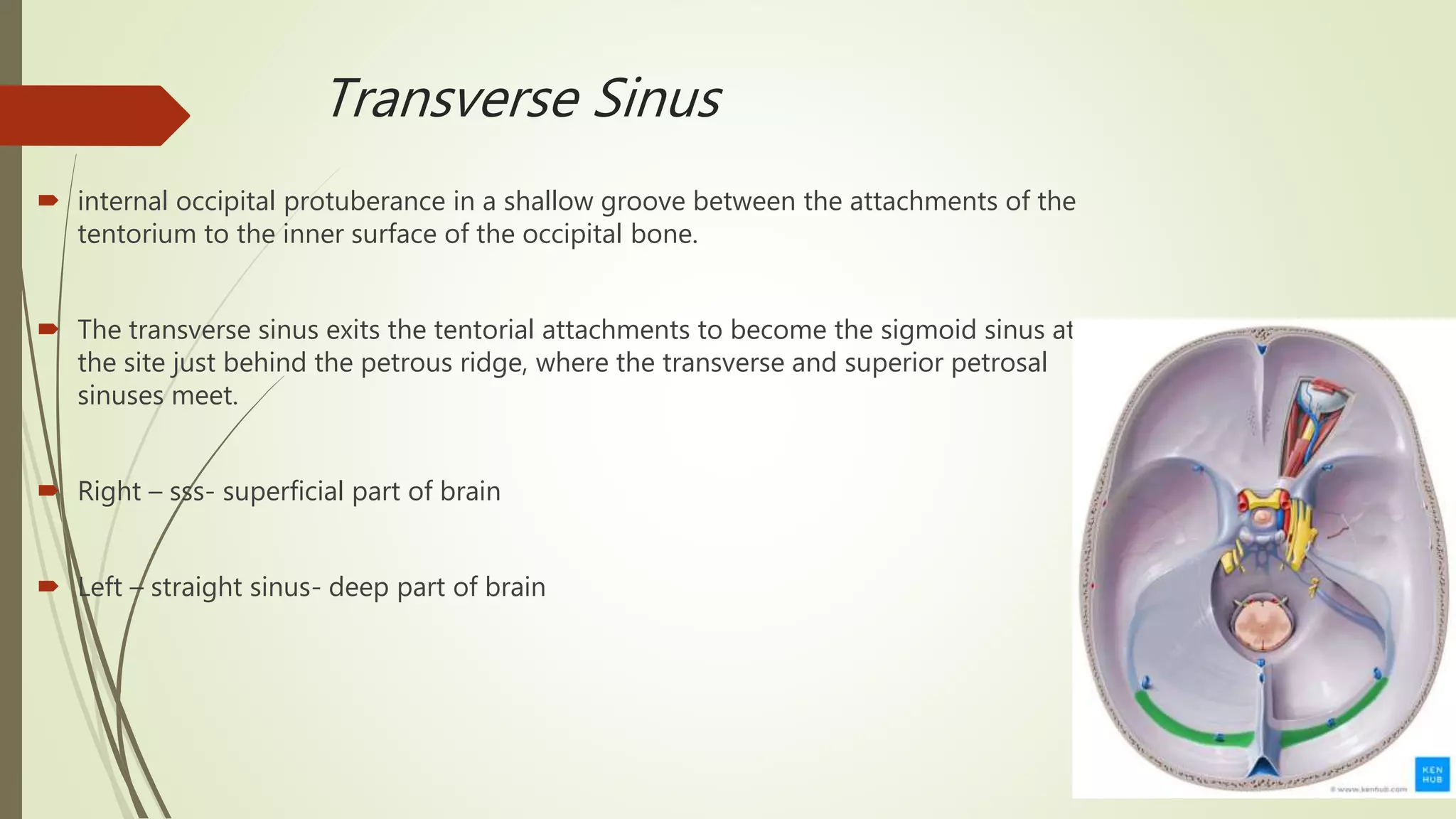Venous anatomy of the brain | PPTX