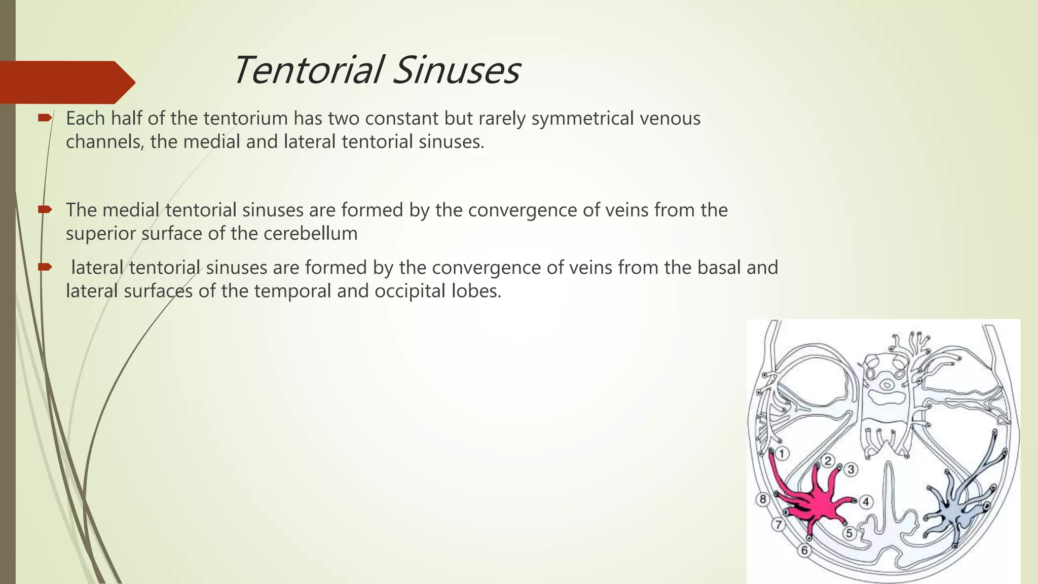 Venous anatomy of the brain | PPTX