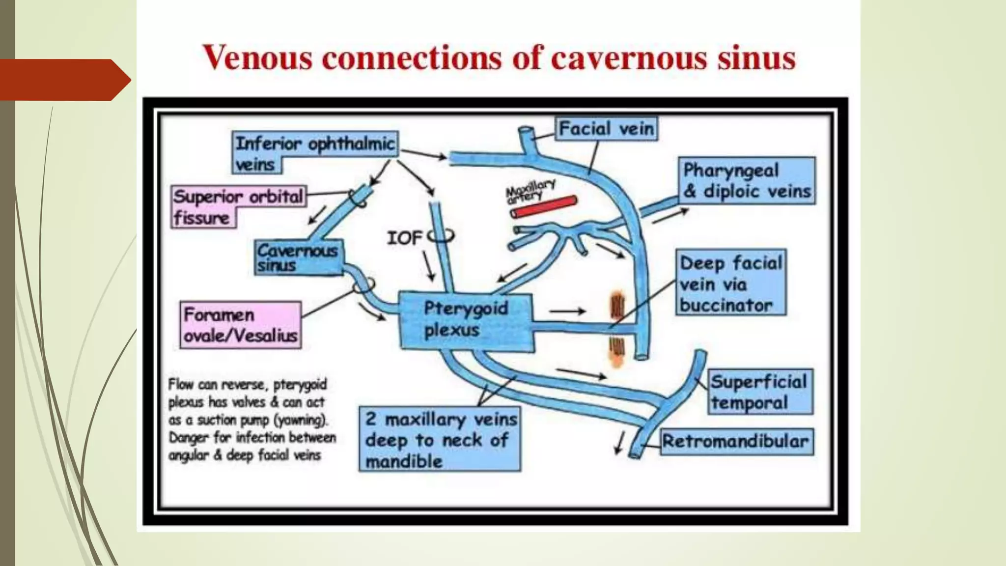 Venous anatomy of the brain | PPTX