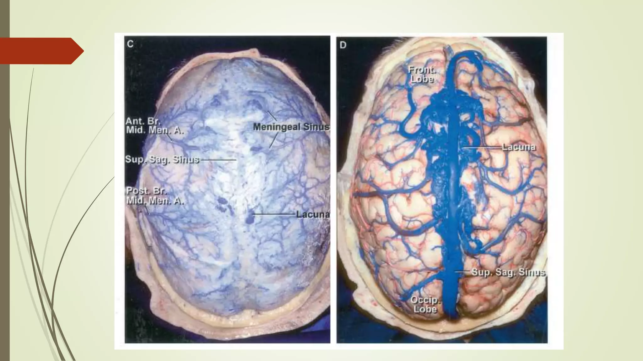 Venous anatomy of the brain | PPTX