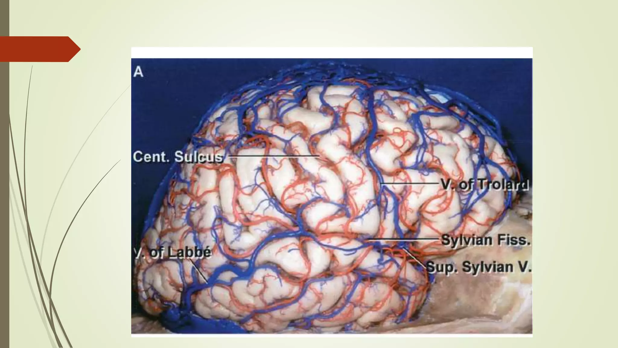 Venous anatomy of the brain | PPTX