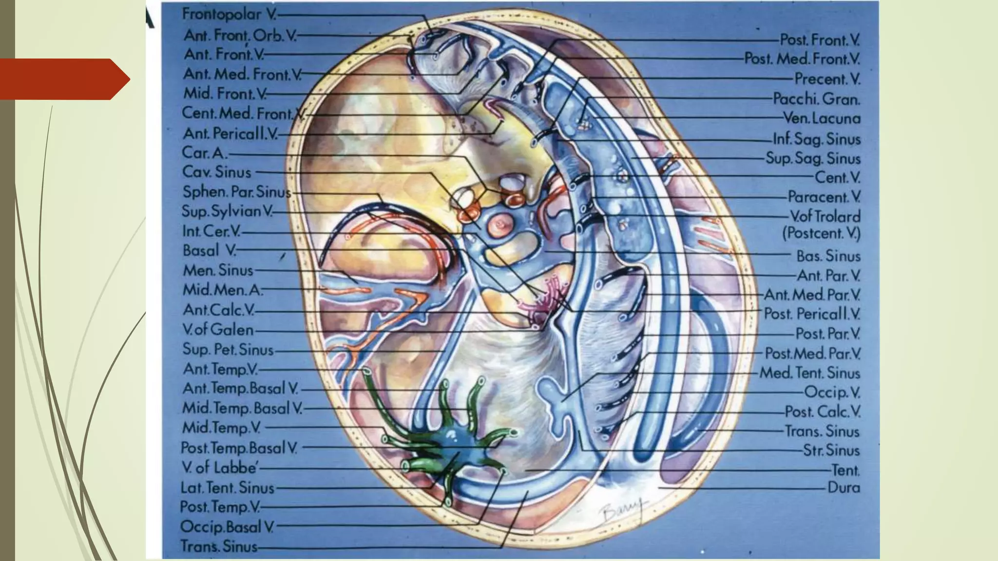 Venous anatomy of the brain | PPTX