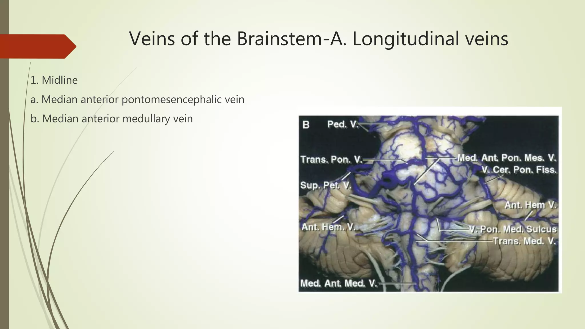 Venous anatomy of the brain | PPTX