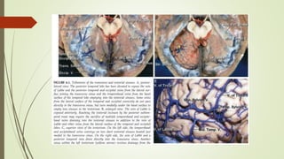 Venous anatomy of the brain | PPTX