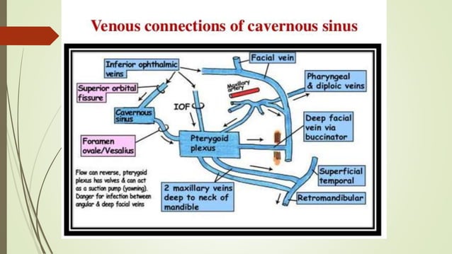 Venous anatomy of the brain | PPTX