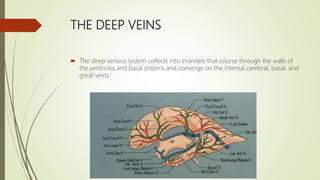Venous anatomy of the brain | PPTX