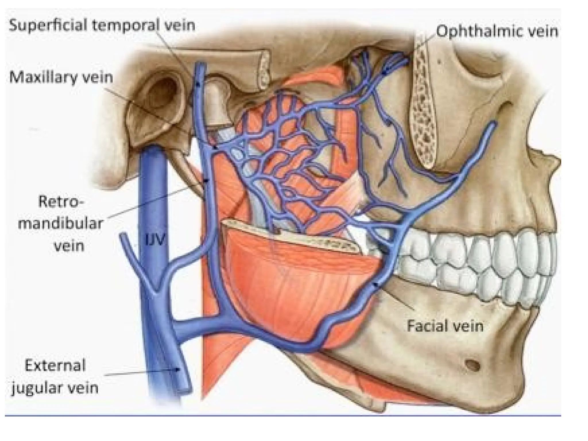 Venous and lymphatic drainage of head and neck.pptx