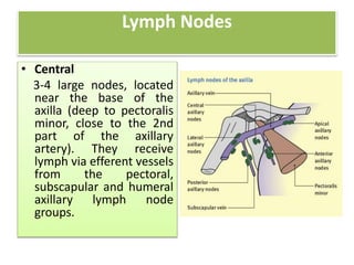 venous and lymphatic drainage of upper limb.pptx