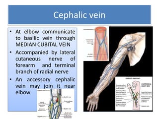 venous and lymphatic drainage of upper limb.pptx