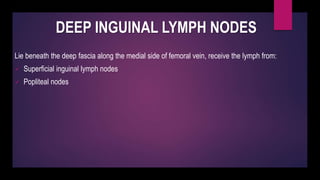 Venous and lymphatic drainage of lower limb | PPTX