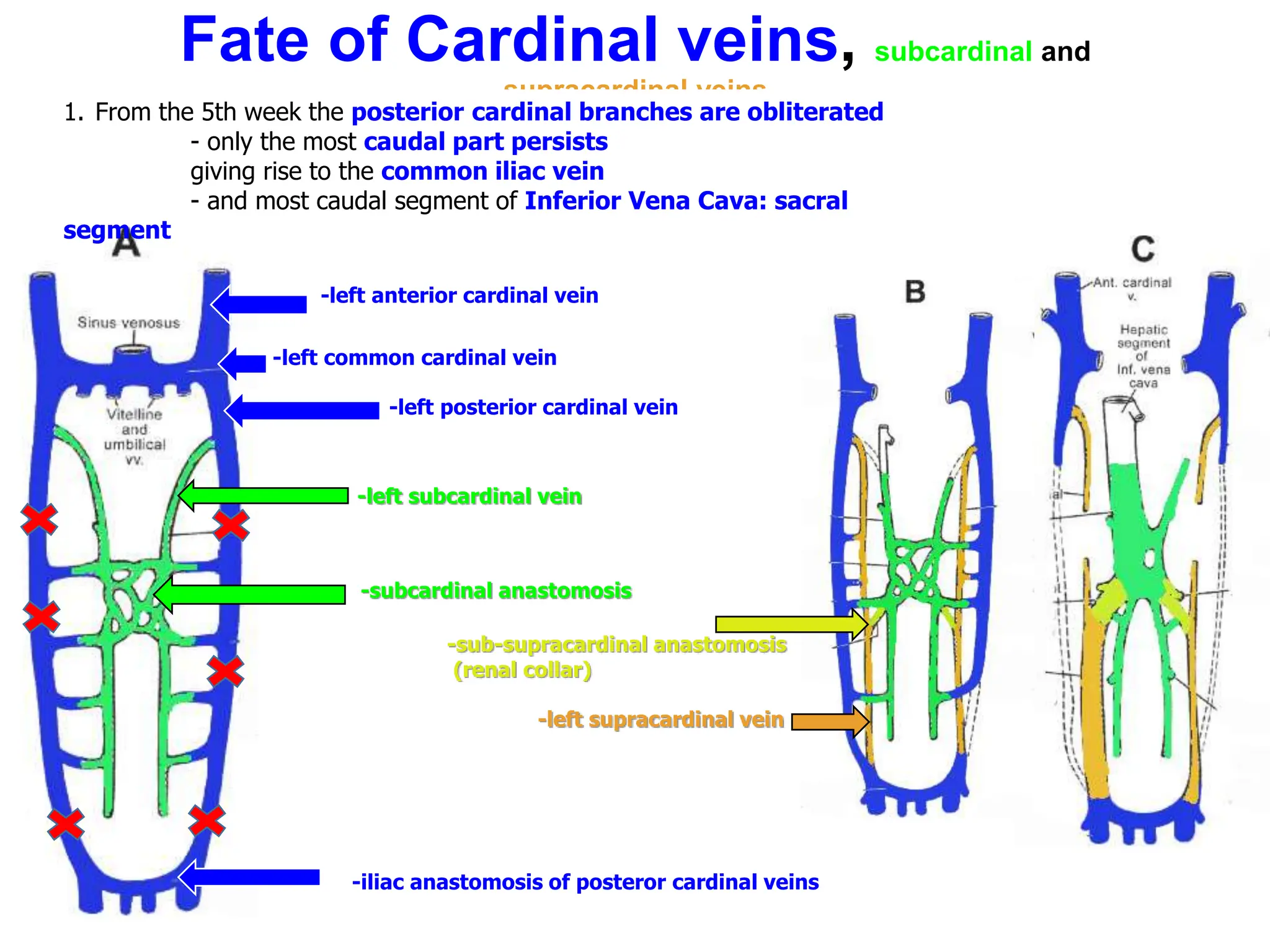 venous anomalies Dr Nikhil.pptx