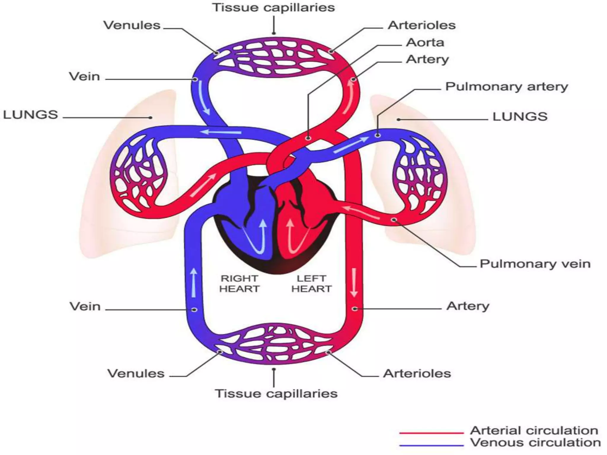 Venous circulation | PPT