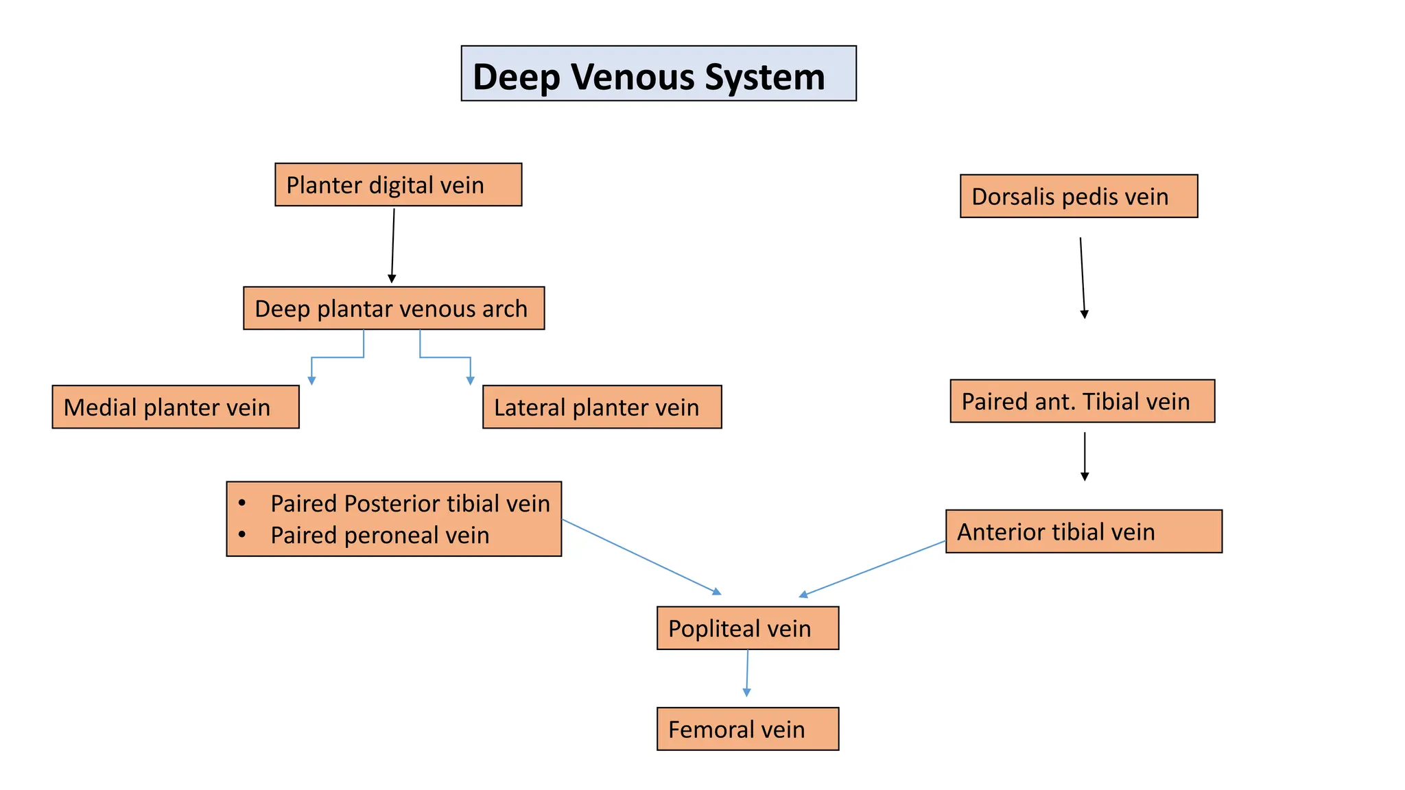venous disease.pptx