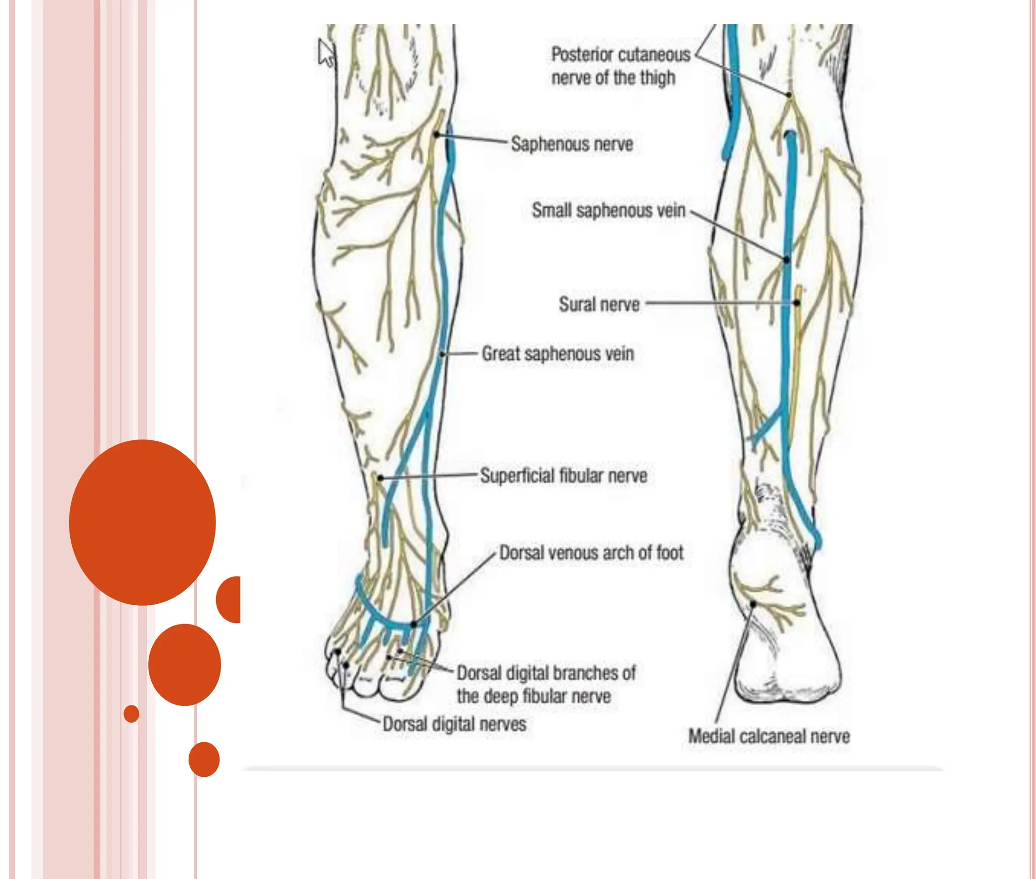 VENOUS DISORDERS AND MANAGMENT 4400.pptx