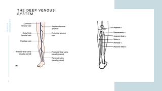 Venous disorders of the lower limbs, general surgery | PPTX