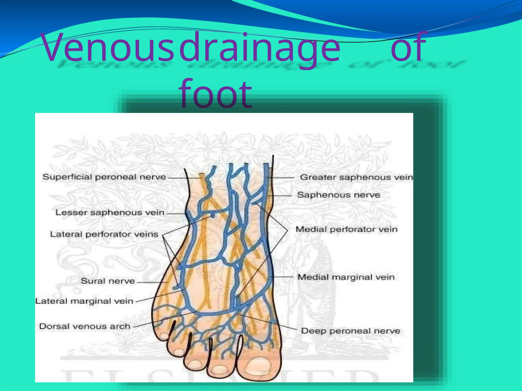 venous doppler lower limb arterial and venous | PPTX