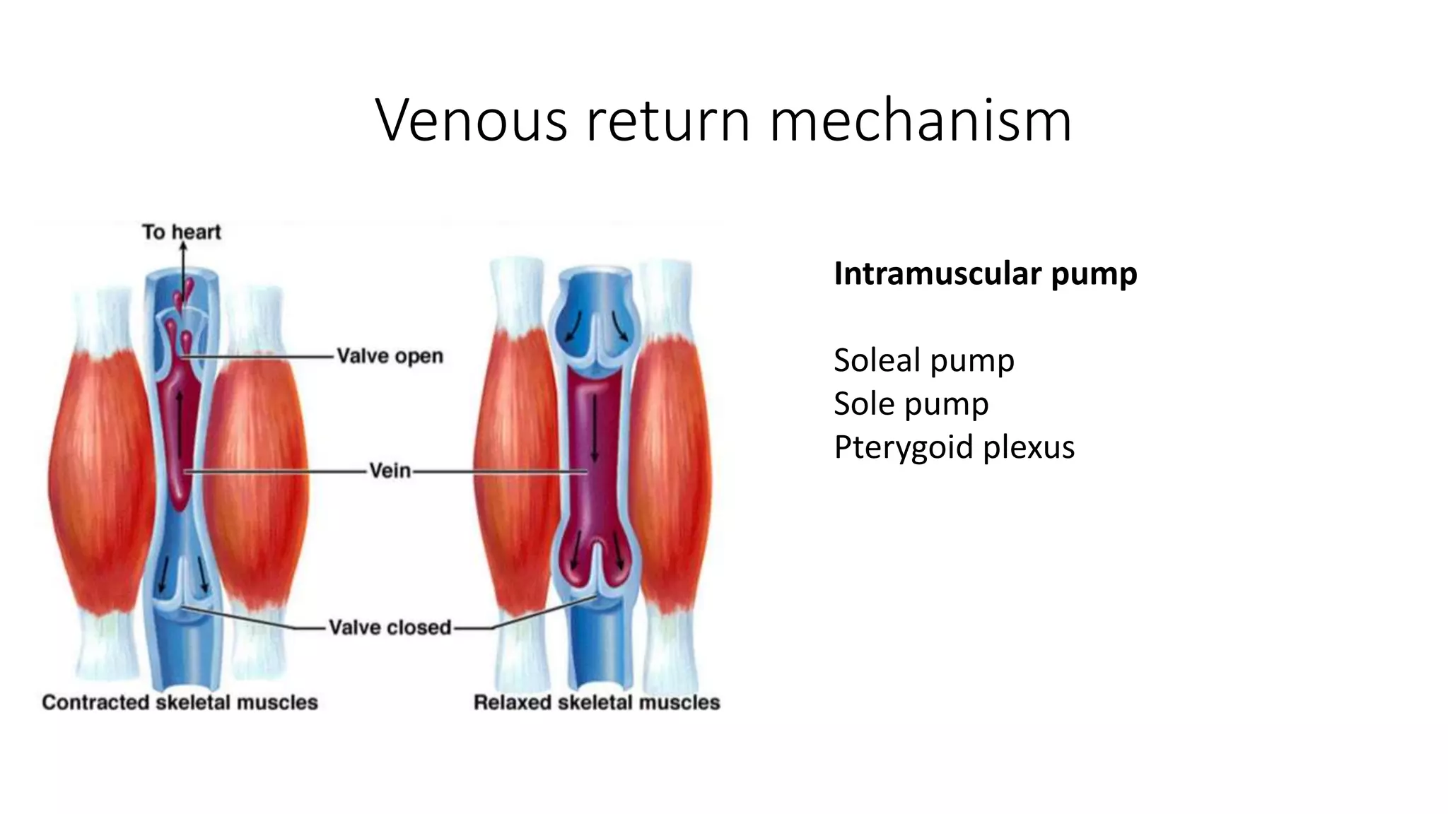 Venous drainage | PPTX