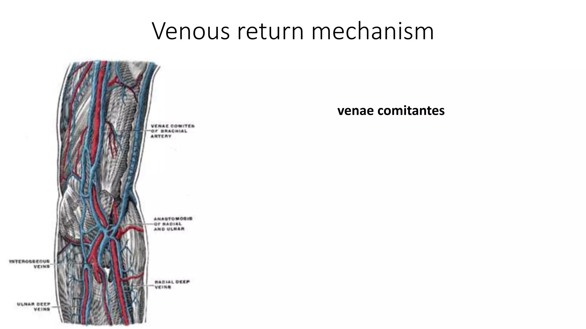 Venous drainage | PPTX
