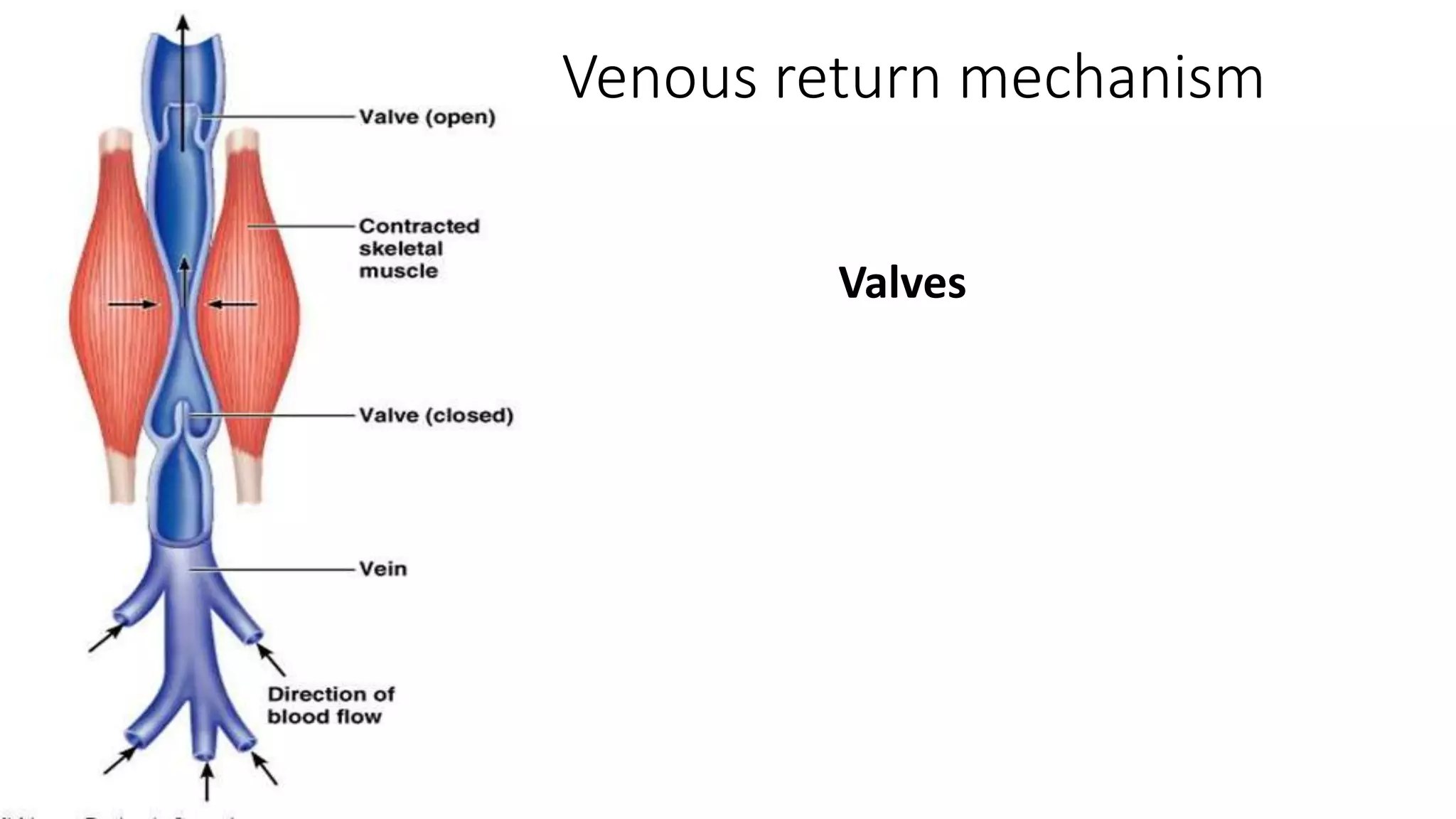 Venous drainage | PPTX