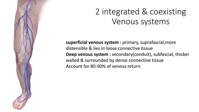 Venous drainage | PPTX | Heart and Cardiovascular Diseases | Diseases ...