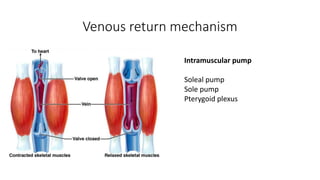 Venous drainage | PPTX