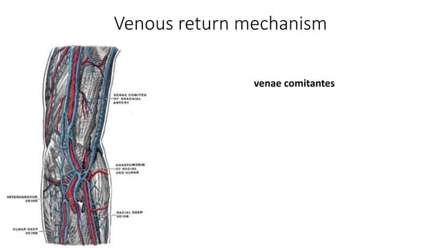 Venous drainage | PPTX | Heart and Cardiovascular Diseases | Diseases ...