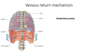 Venous drainage | PPT