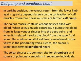 Lower limb exclusive: Venous and lymphatic drainage | PPT